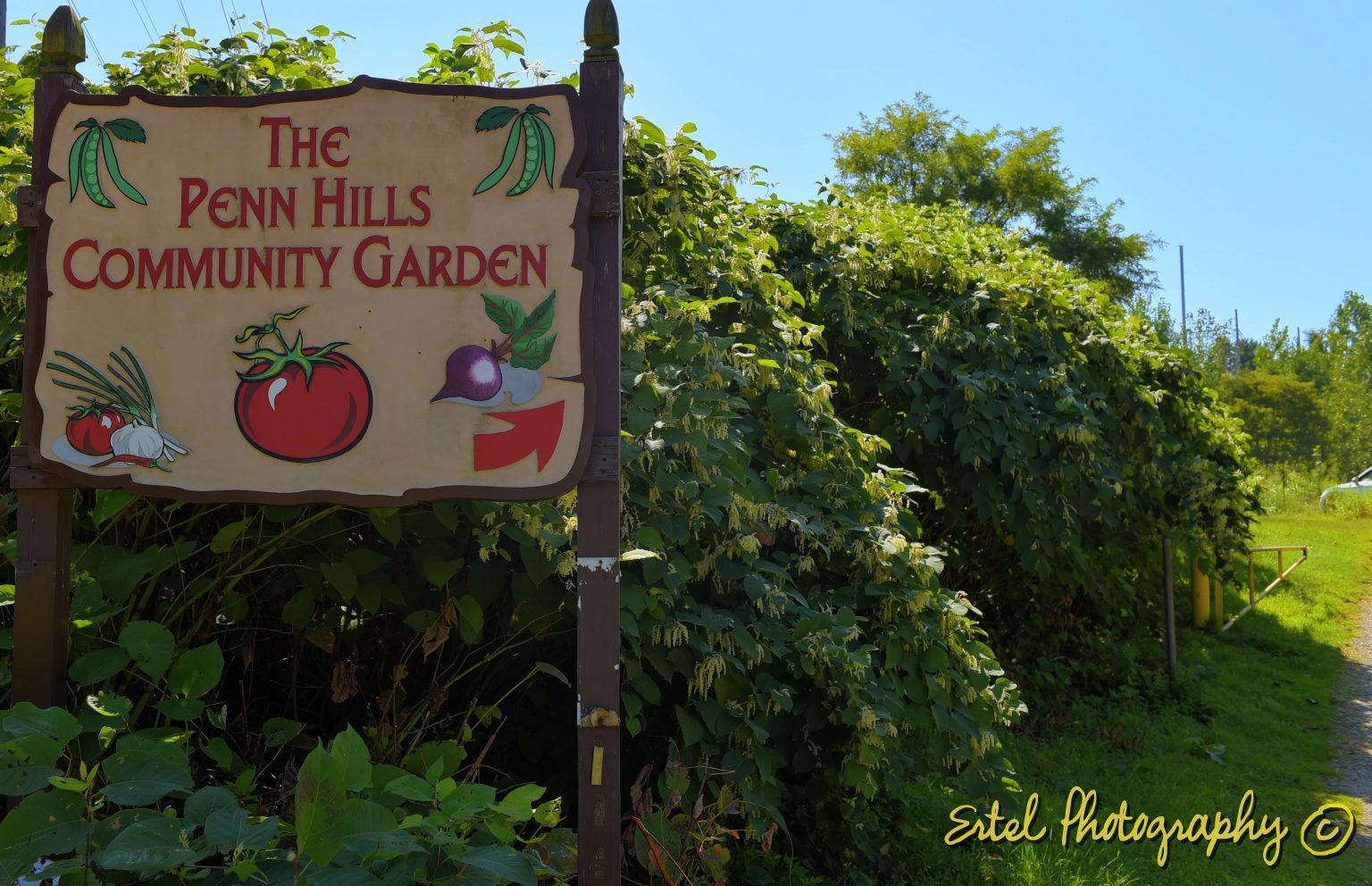 Penn Hills Community Garden – Penn Hills Community Development Corporation